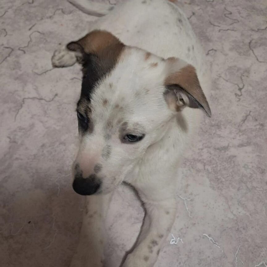 Потерялся щенок