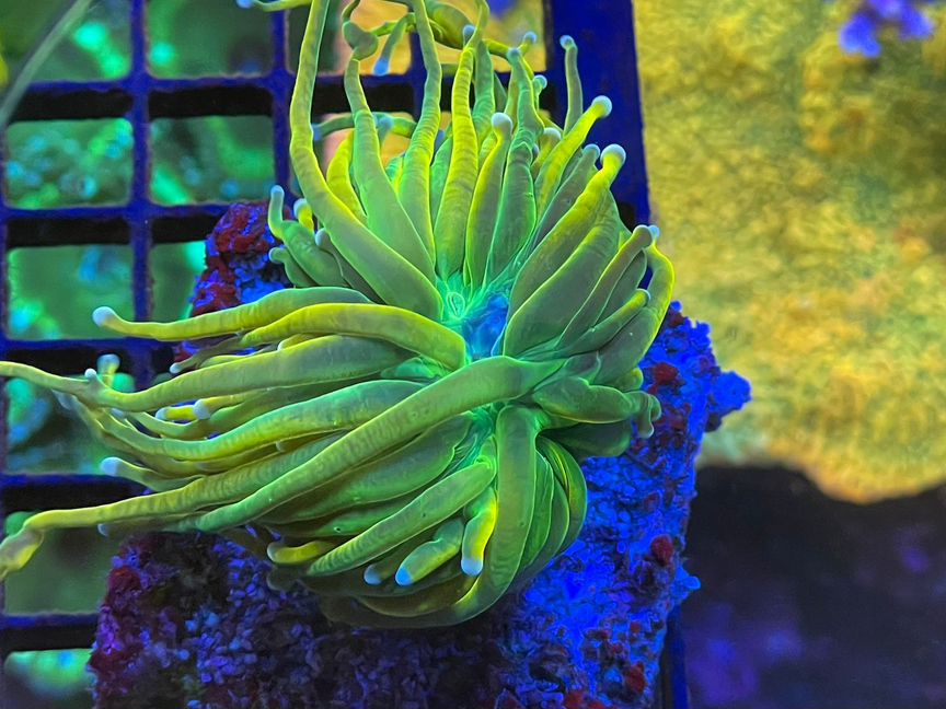 Кораллы для морского аквариума