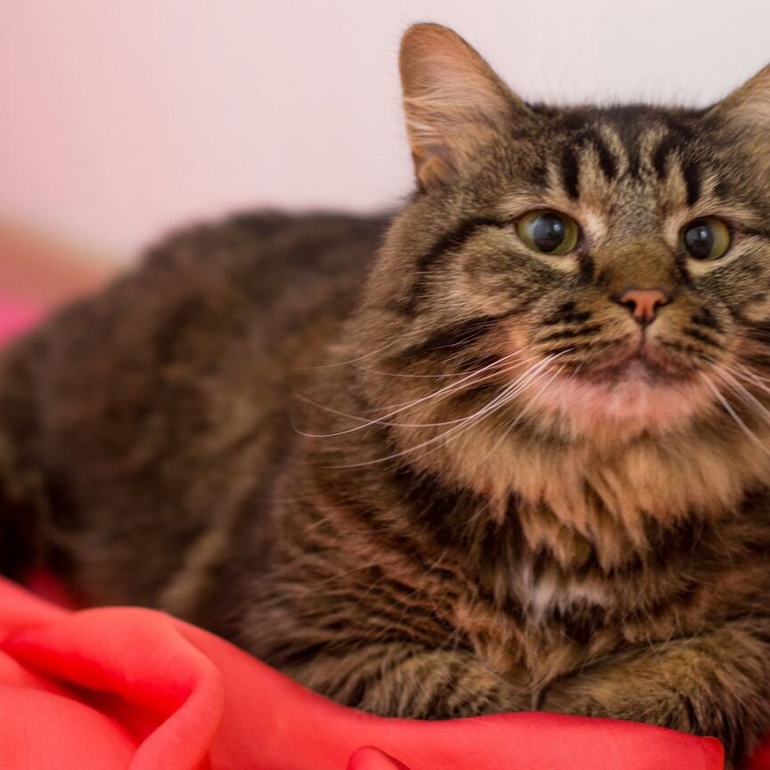 Котик