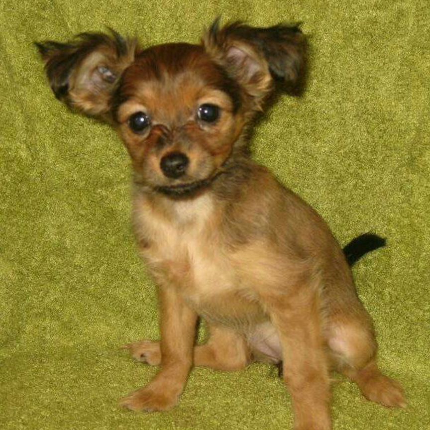 Русский той-терьер, щенок