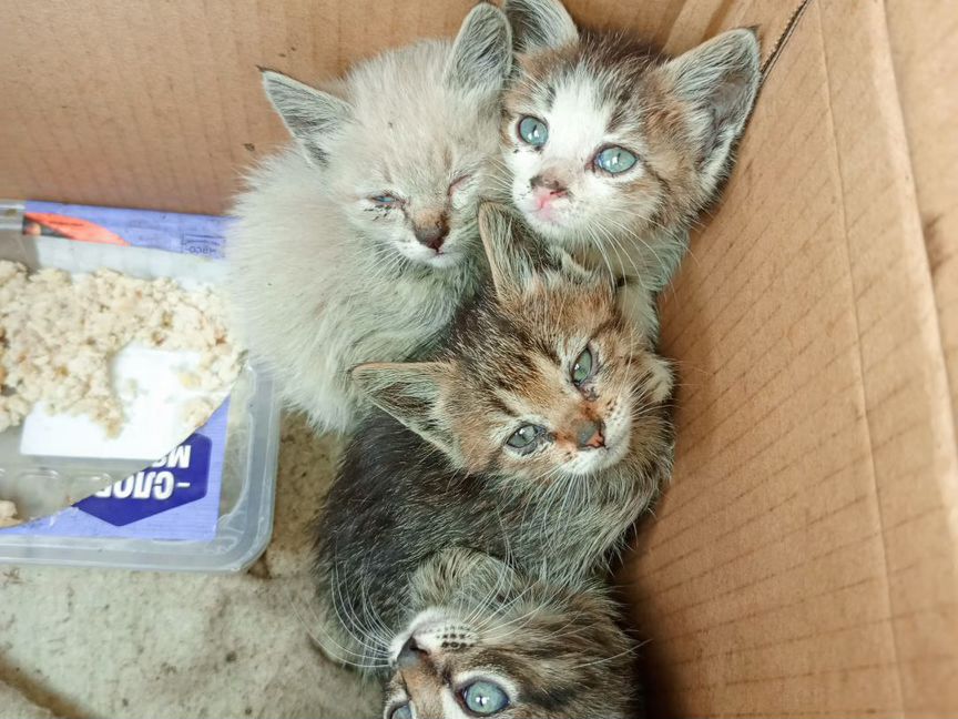 Кошка