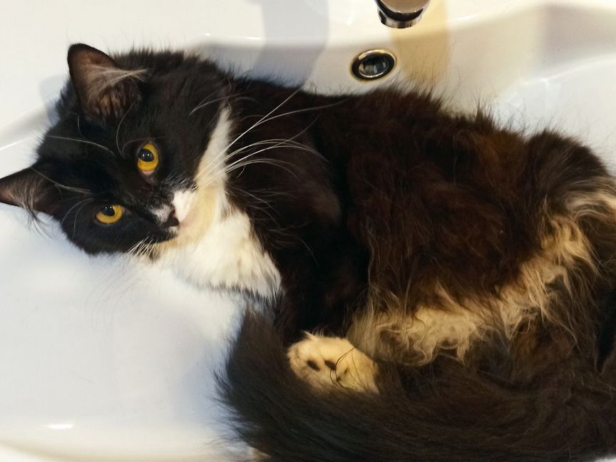 Кошка в добрые руки