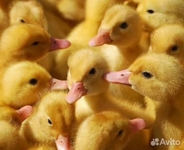 Гусята 8 дней Линда