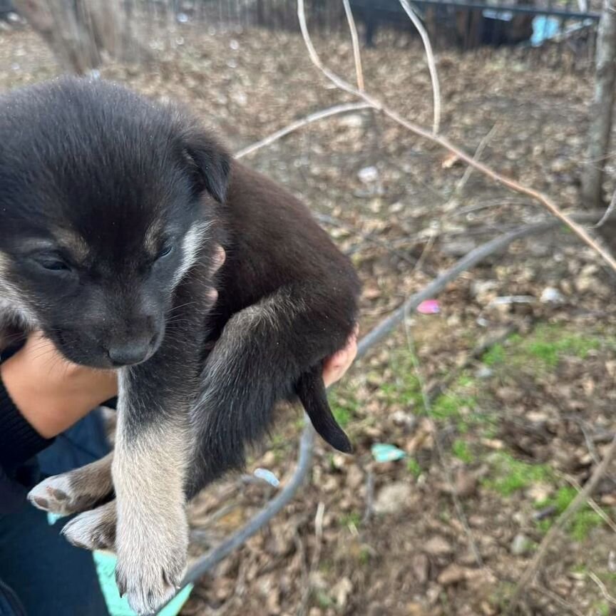 Маленькие щенки