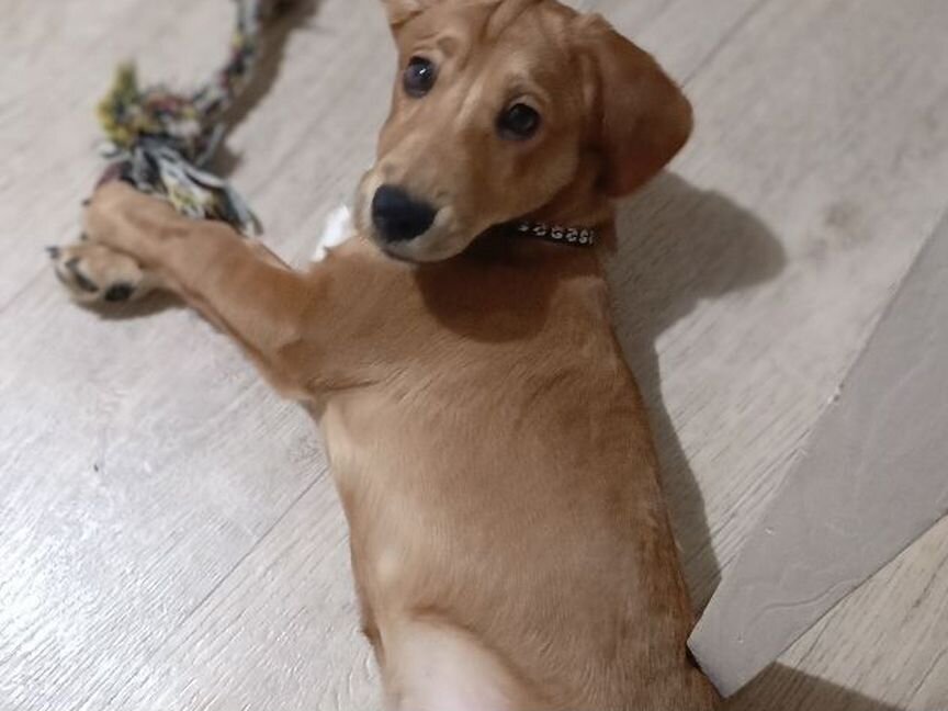 Собака в добрые руки отдам бесплатно