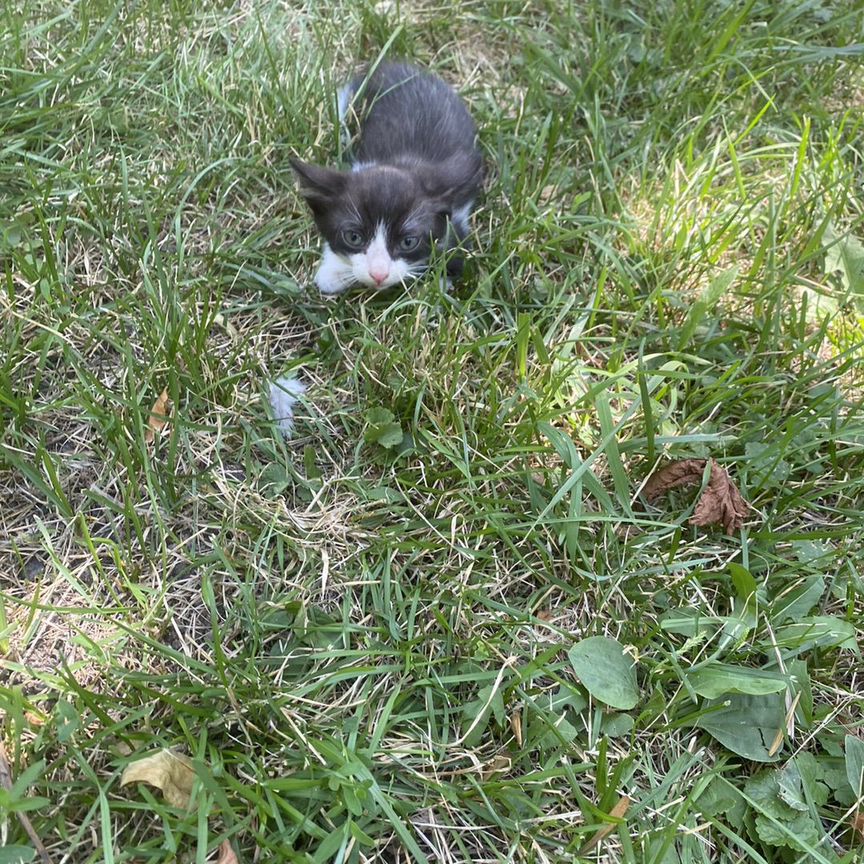 Нашли двух котят. Отдадим в хорошие руки