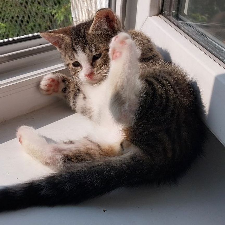Маленький котенок в добрые руки