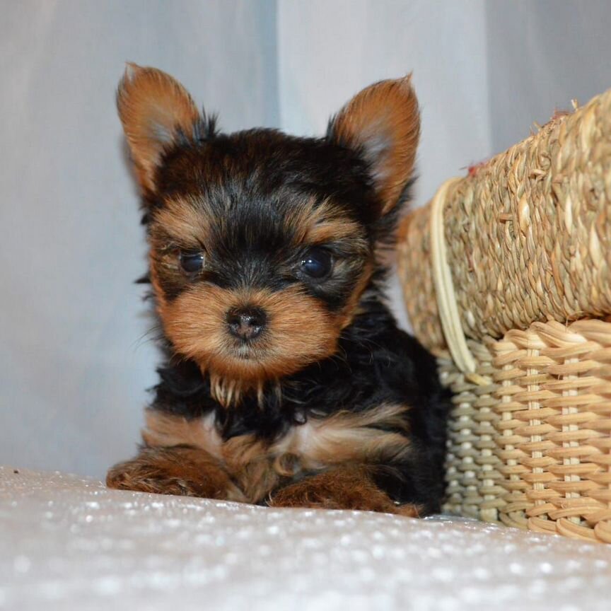 Мини красавчик мальчик