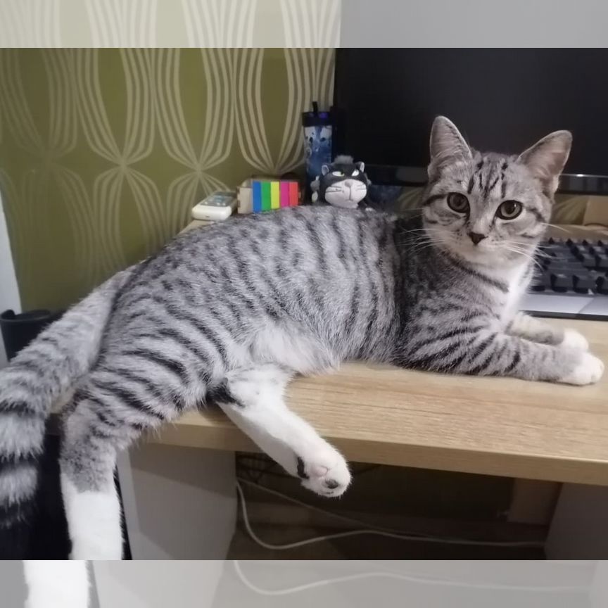 Шотландский прямоухий короткошёрстный котёнок