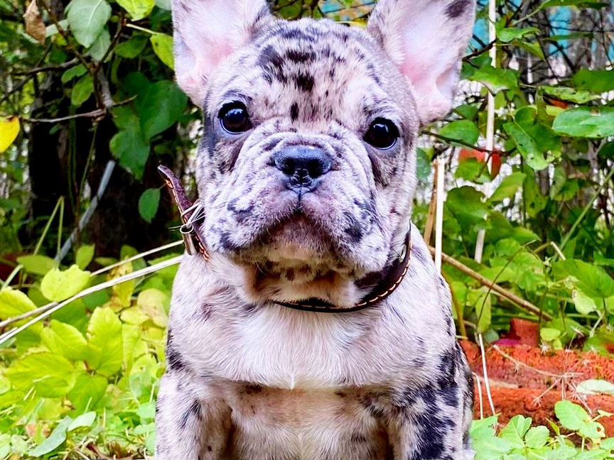 Французик, волшебный карапузик