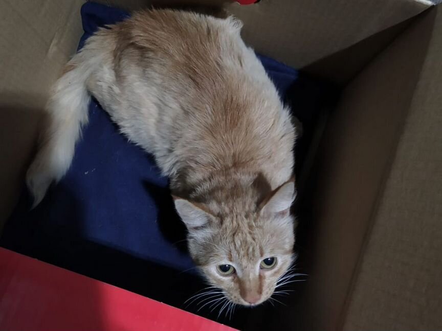 Кот ищет дом