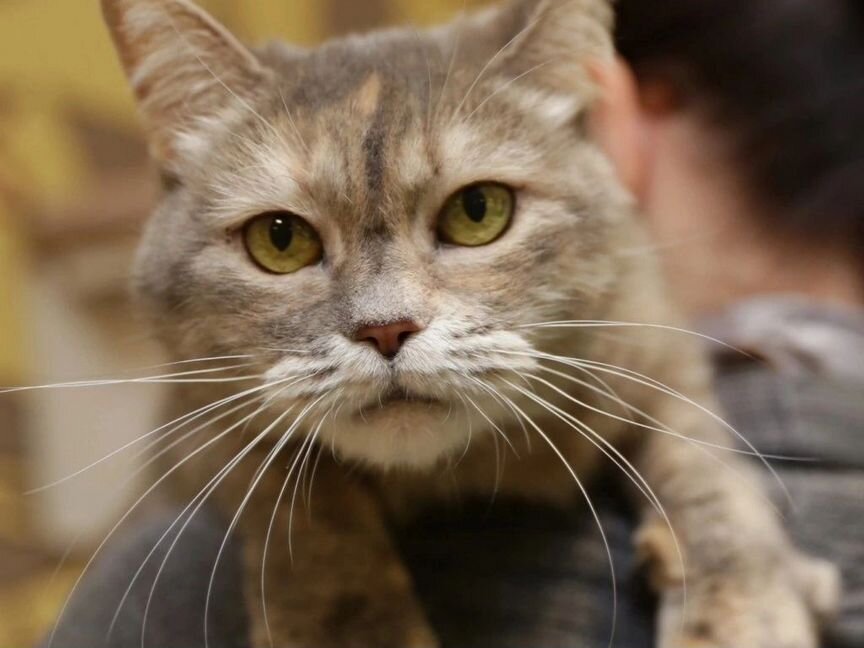 Изабелла в дар