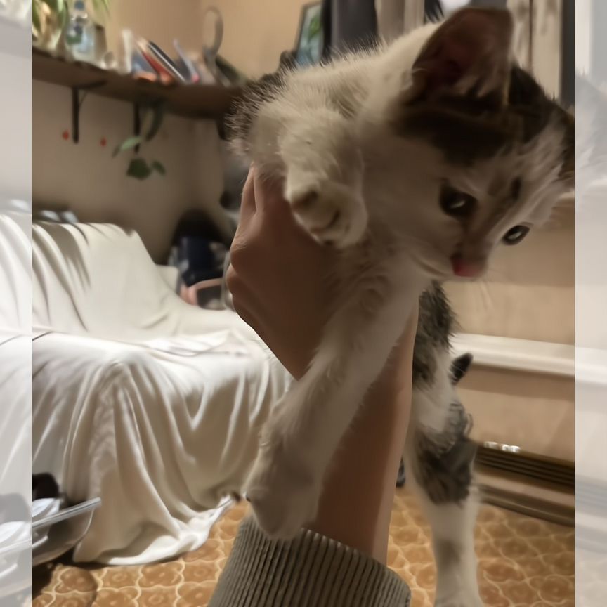 Котёнок в добрые руки