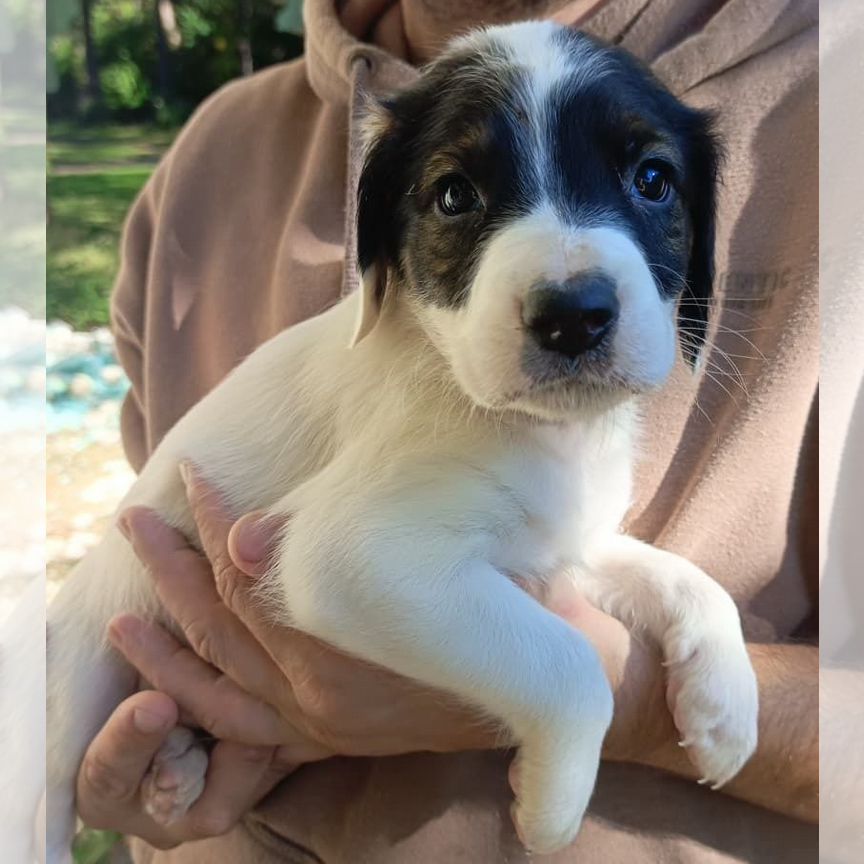 Английский пойнтер, щенок