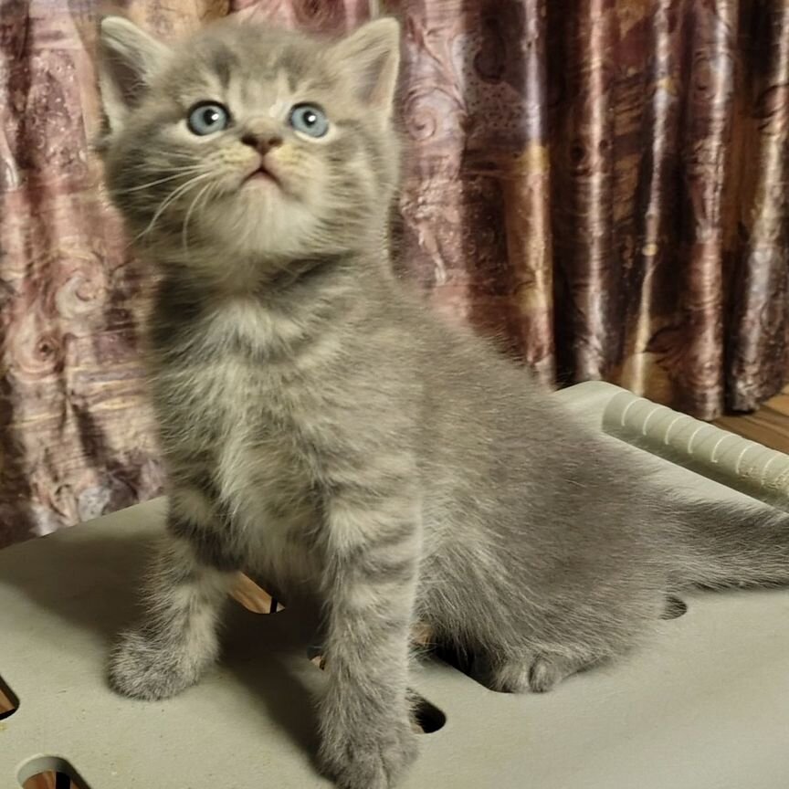 Сибирский котёнок