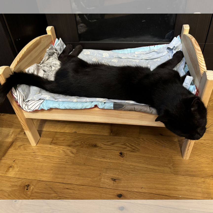 Взрослый кот в добрые руки