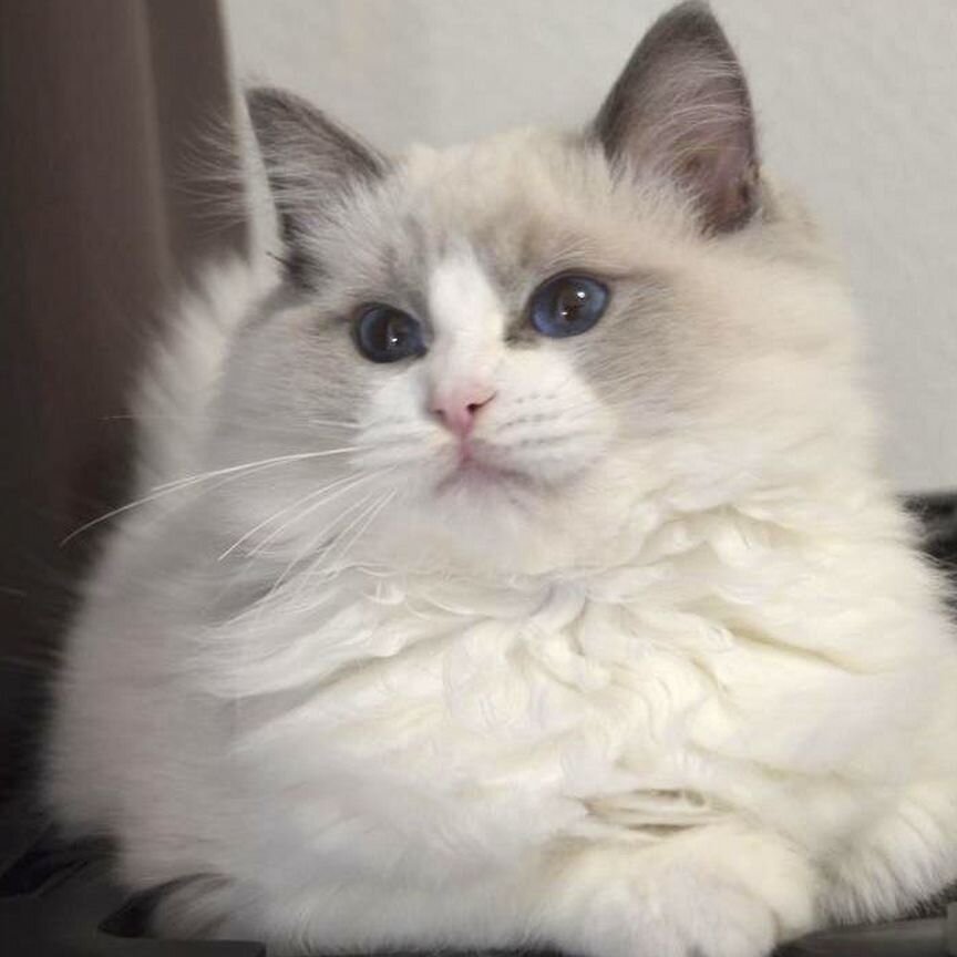 Рэгдолл котёнок