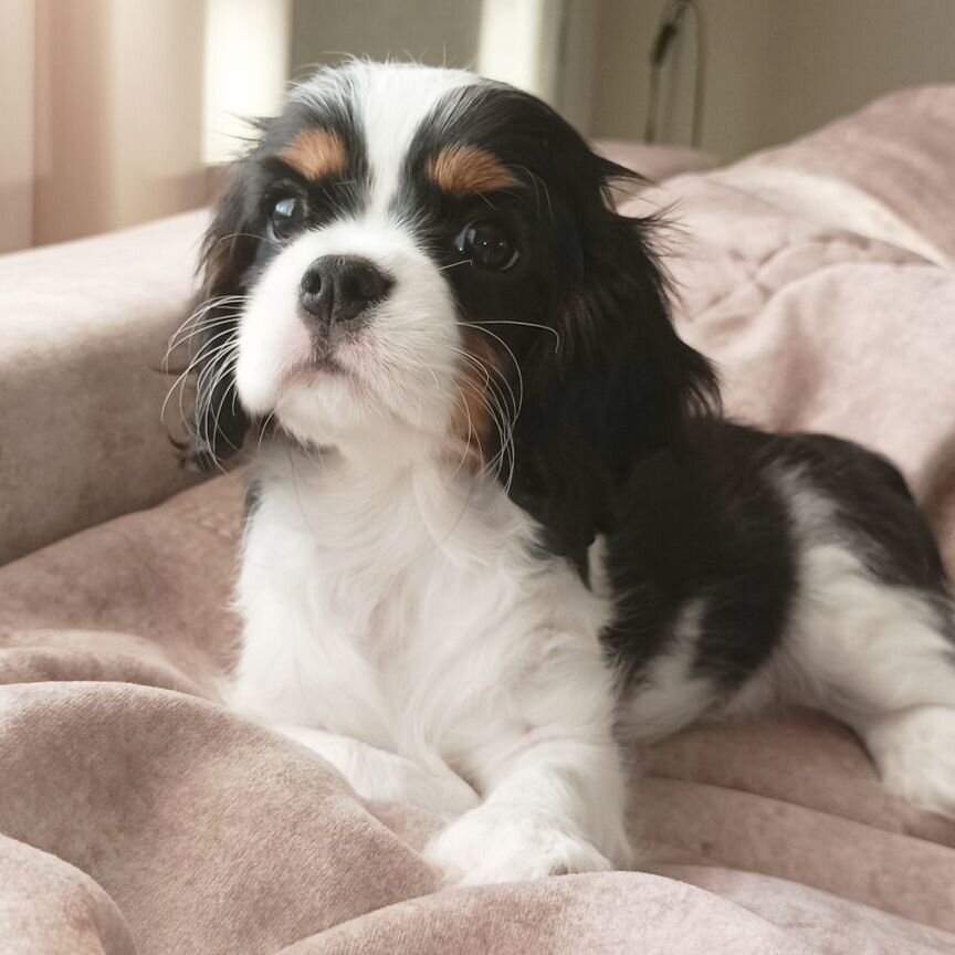 Малышка кавалер кинг чарльз