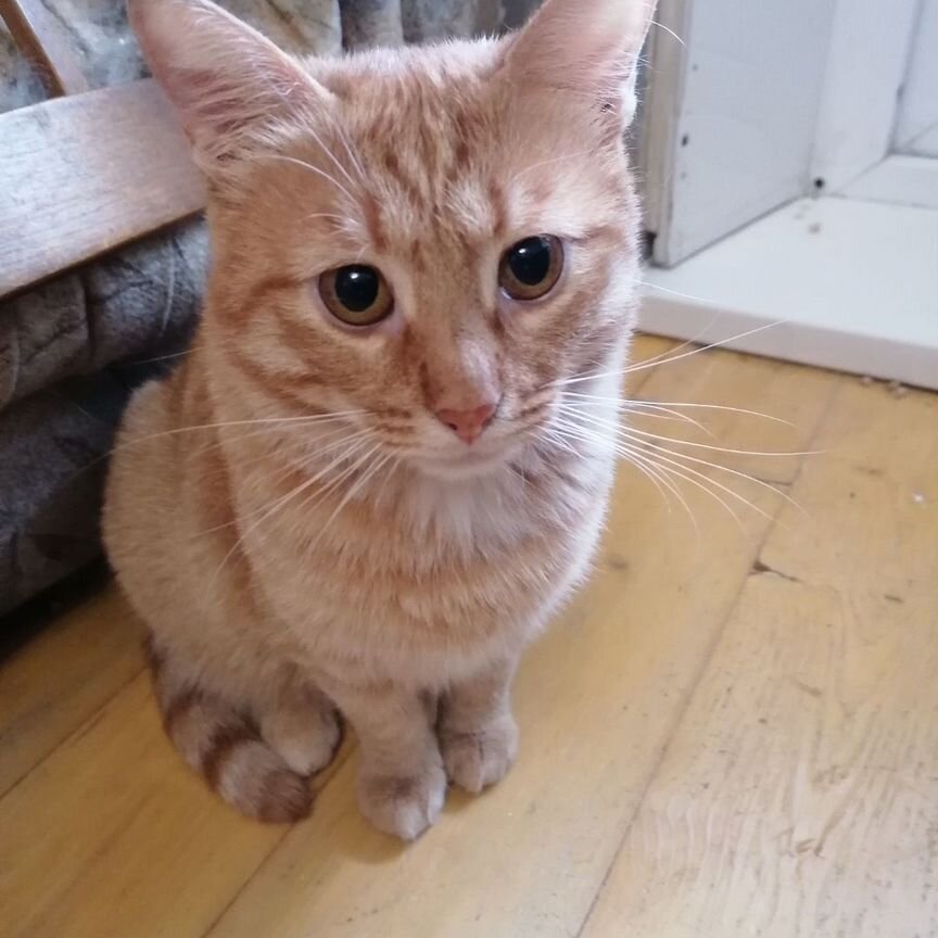 Рыжик в добрые руки