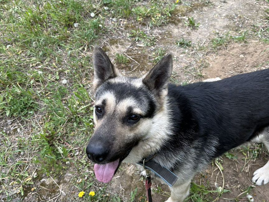 Овчарка Дунай