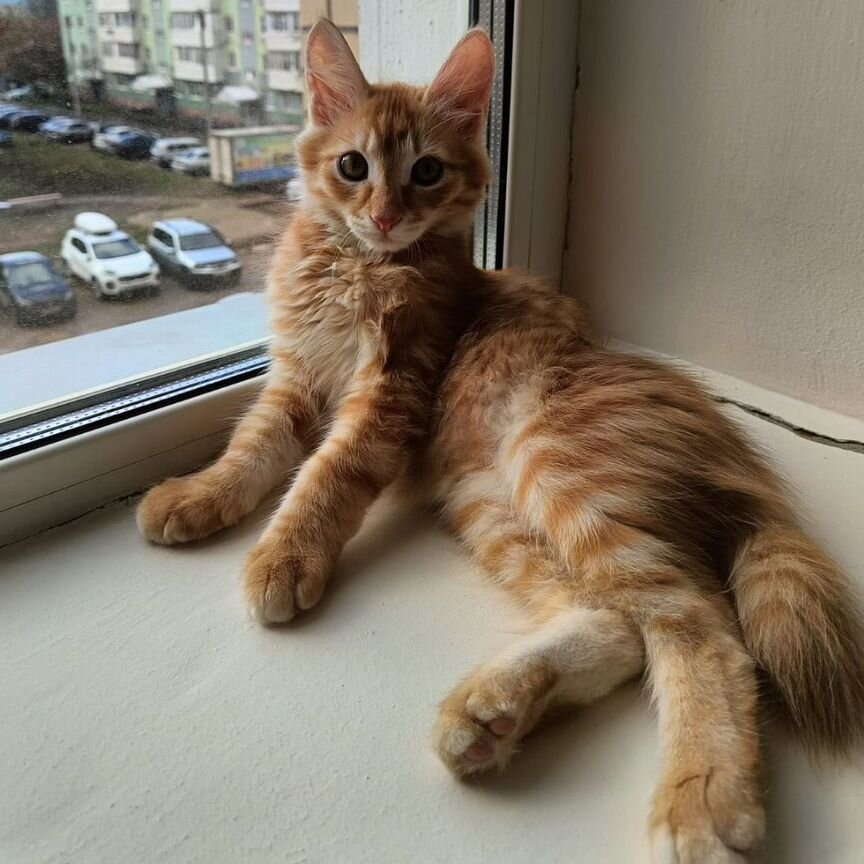 Котёнок в добрые руки