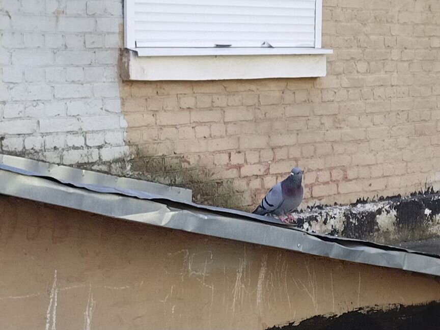 Голубь Айгуль