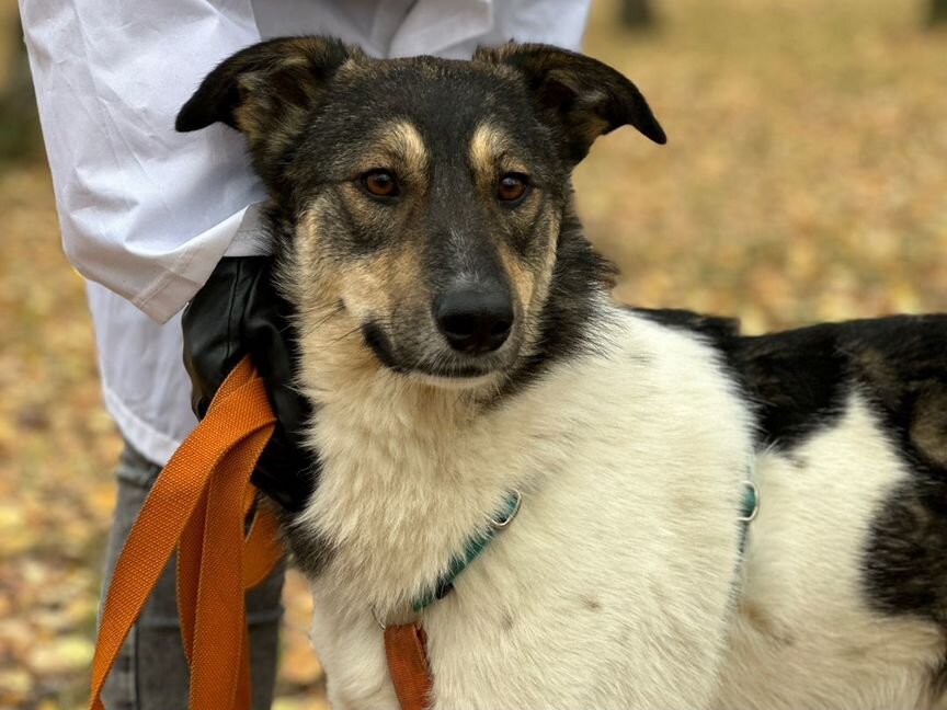 Малыш, молодой, обаятельный пес из приюта