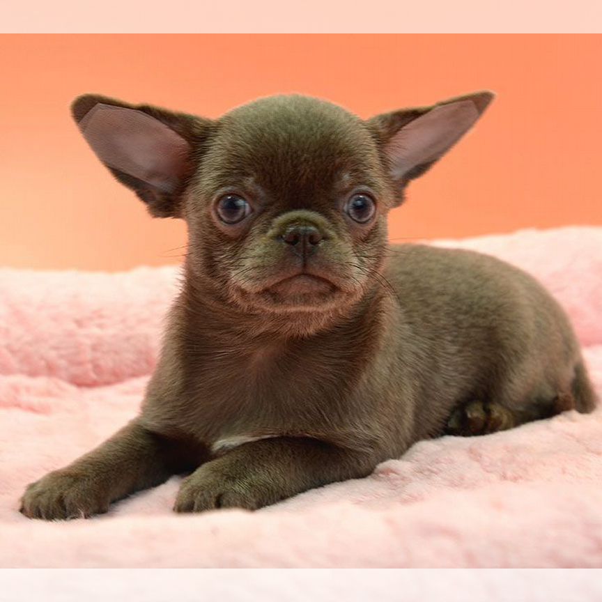 Чихуахуа, щенок