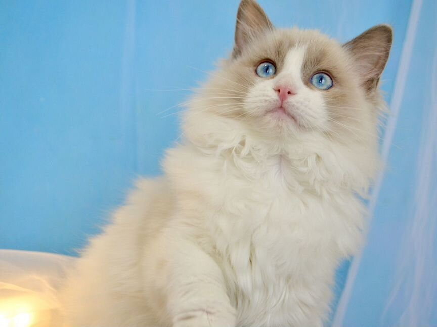 Идеальная девочка регдолл