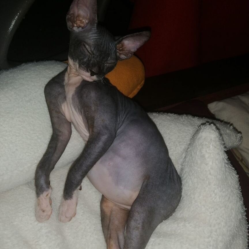 Продам канадского сфинкса