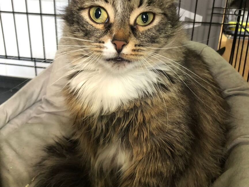 Пушистая кошка в добрые руки. Бесплатно