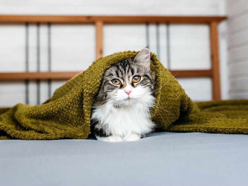 Жизнерадостная кошечка Пижма ищет дом