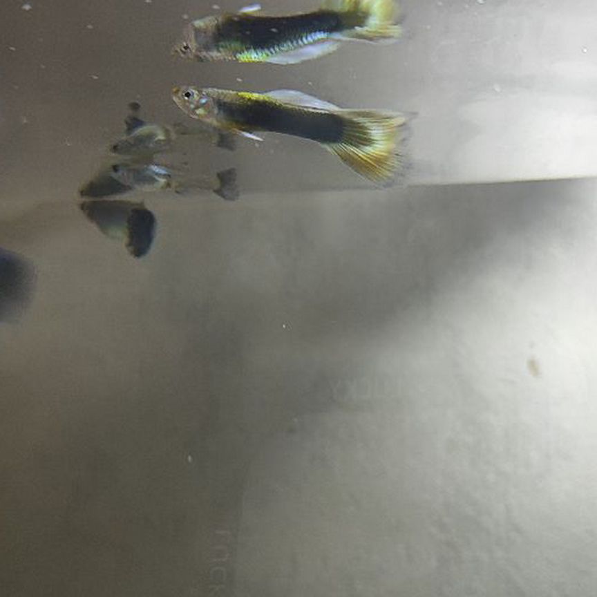 Аквариумные рыбки гуппи