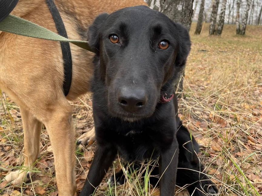 Черная собака из приюта Айви