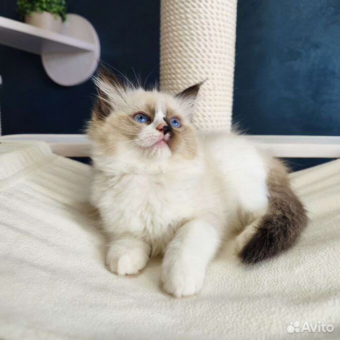 Котята рэгдолл