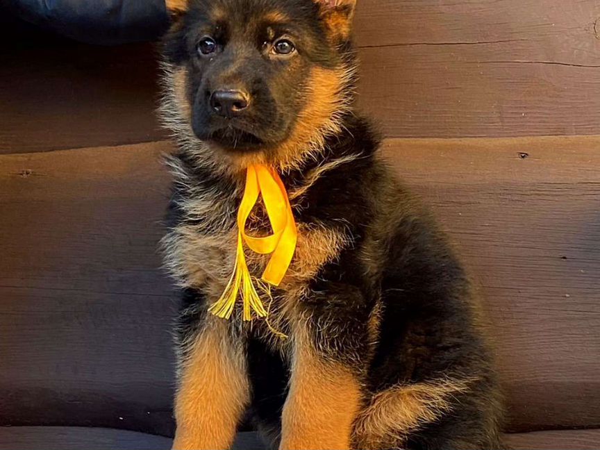 Немецкая овчарка