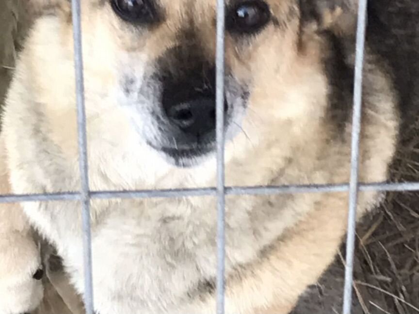 Собака в свой дом бесплатно