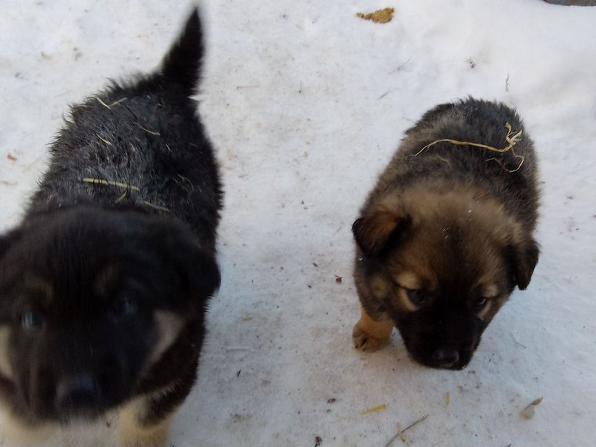 Щенки в добрые руки