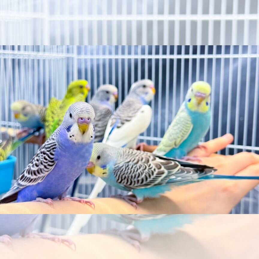 Ручной Волнистый попугай 43-48 дней