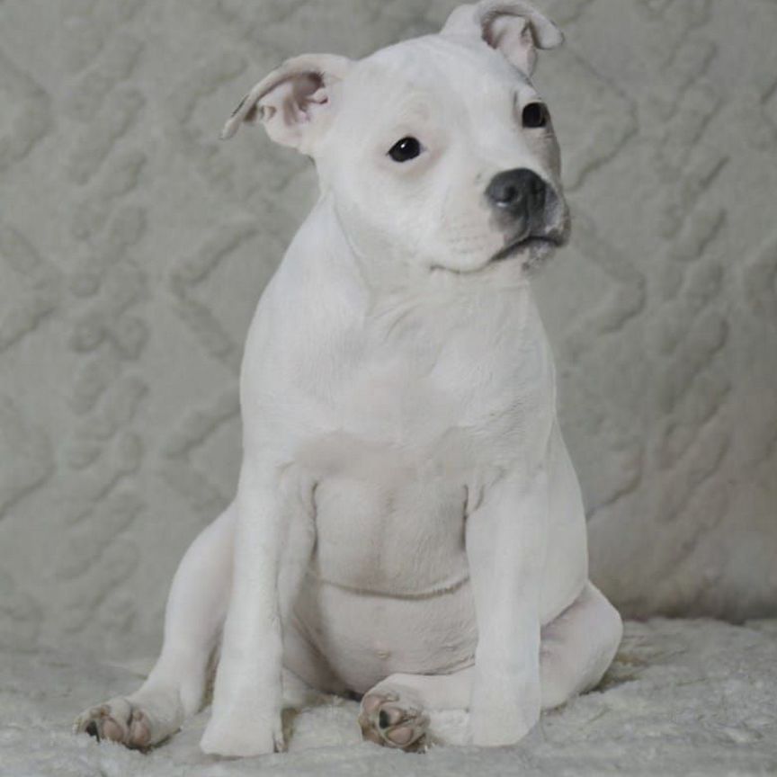 Стаффордширский бультерьер