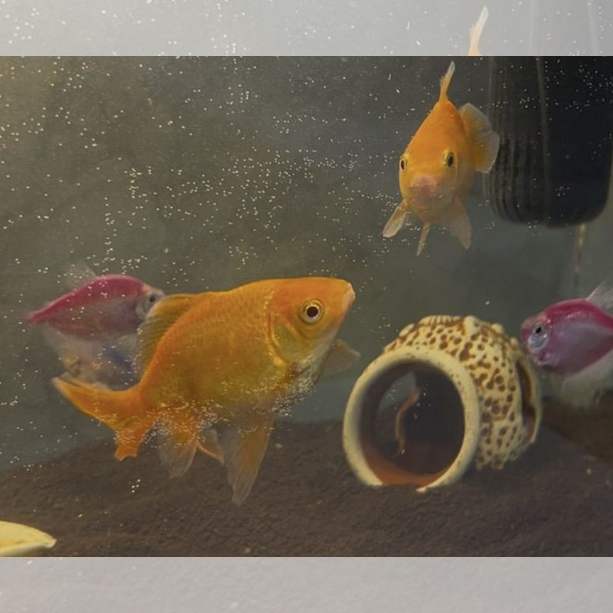 Аквариумные рыбки