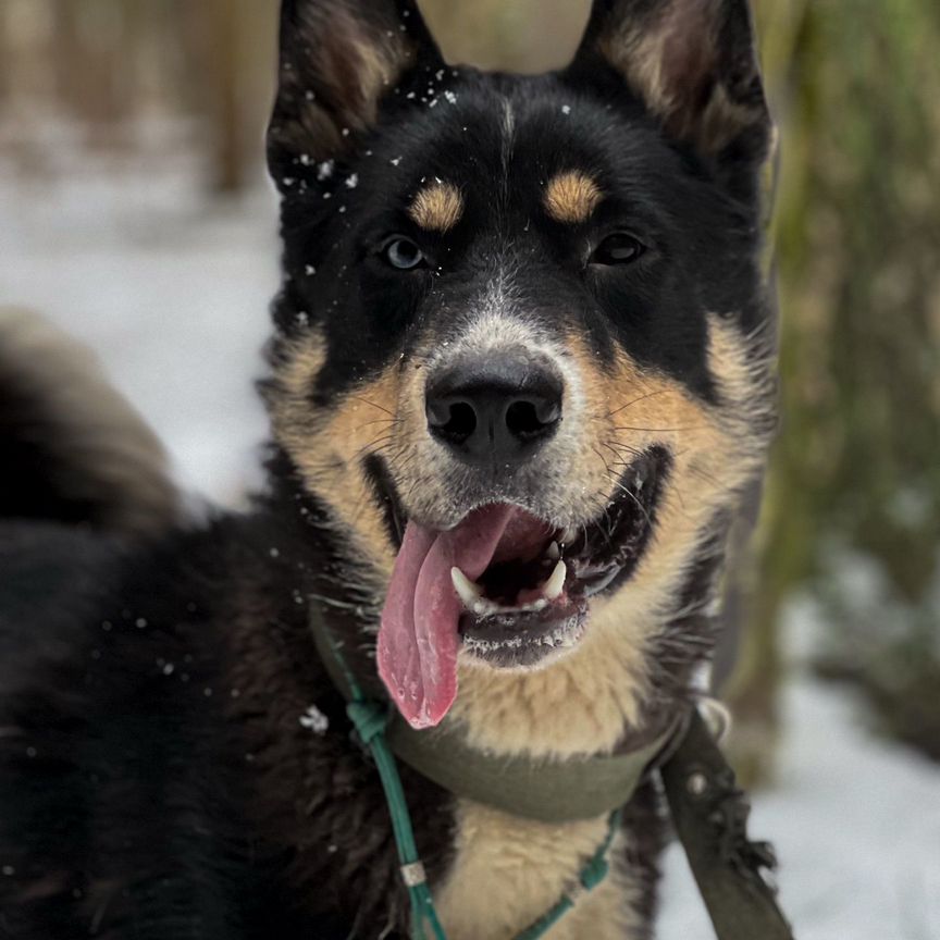 Собака в добрые руки