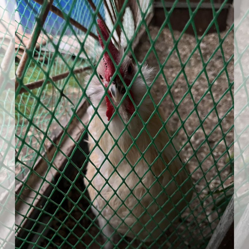 Отдам петуха