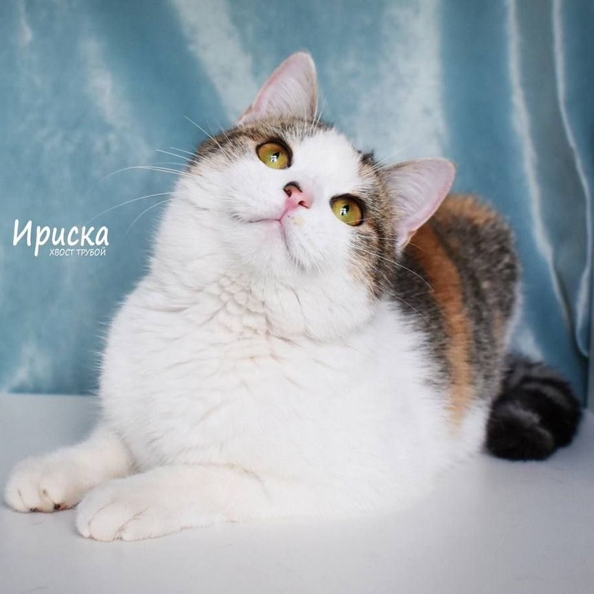 Взрослая, кошка в добрые руки
