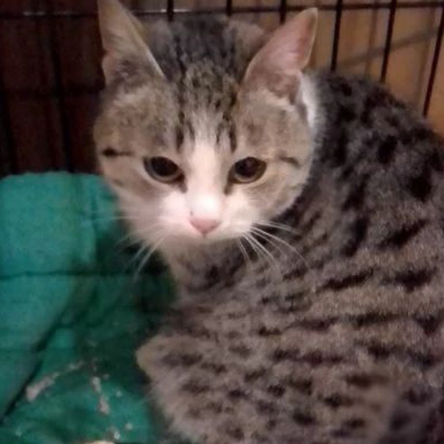 Взрослая кошка в добрые руки