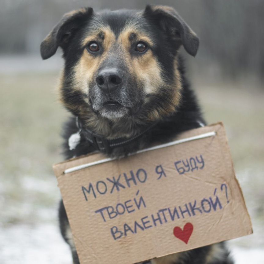 Собаки бесплатно
