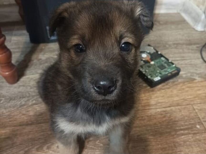 Малышарики