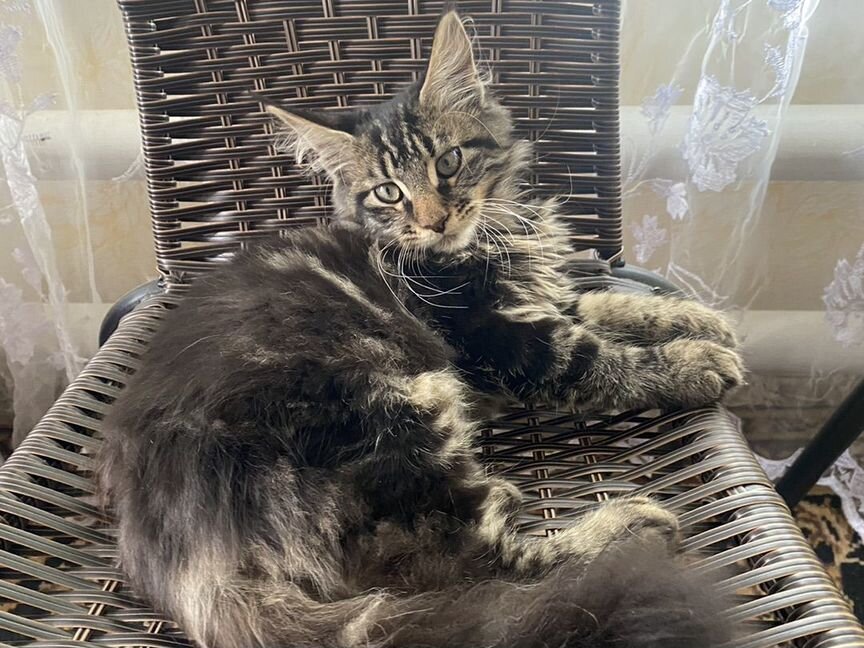 Майн- кун девочка