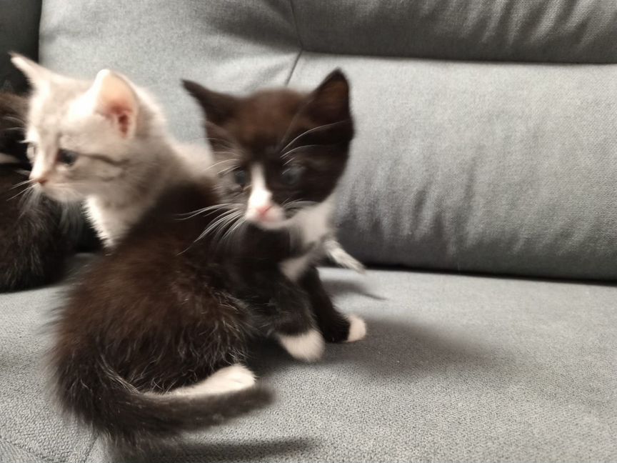 Котята в добрые руки бесплатно