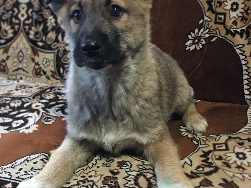 Ищут свой дом чудесные щеночки